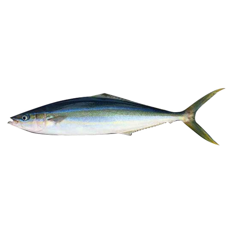 Fresh Lena Parawa - Rainbow Runner (1kg) – bringmaalu.lk