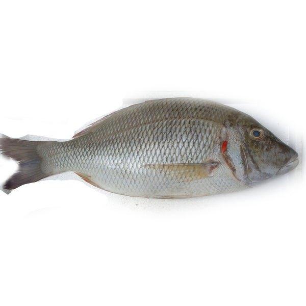 Fresh Whole - Gal Maalu 1.5kg - 2kg (Cleaned) – bringmaalu.lk